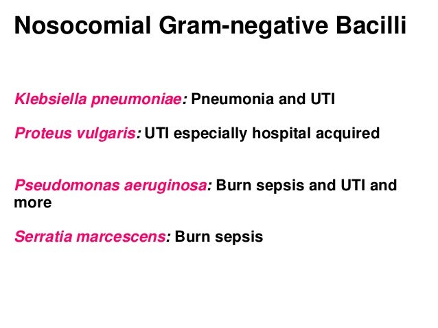 Gram negative rod uti - denautos