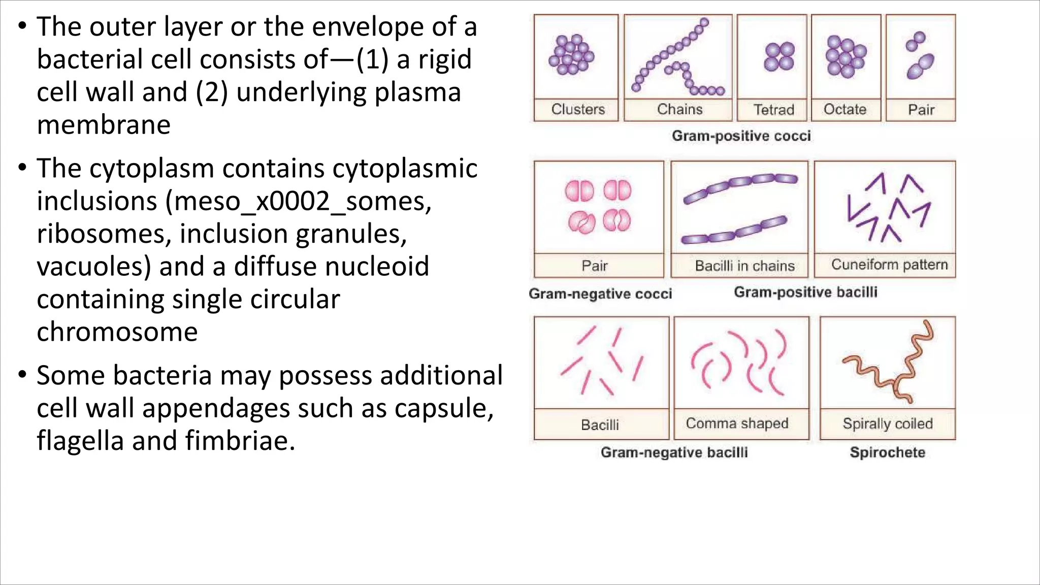 BACTERIA pdf.pdf