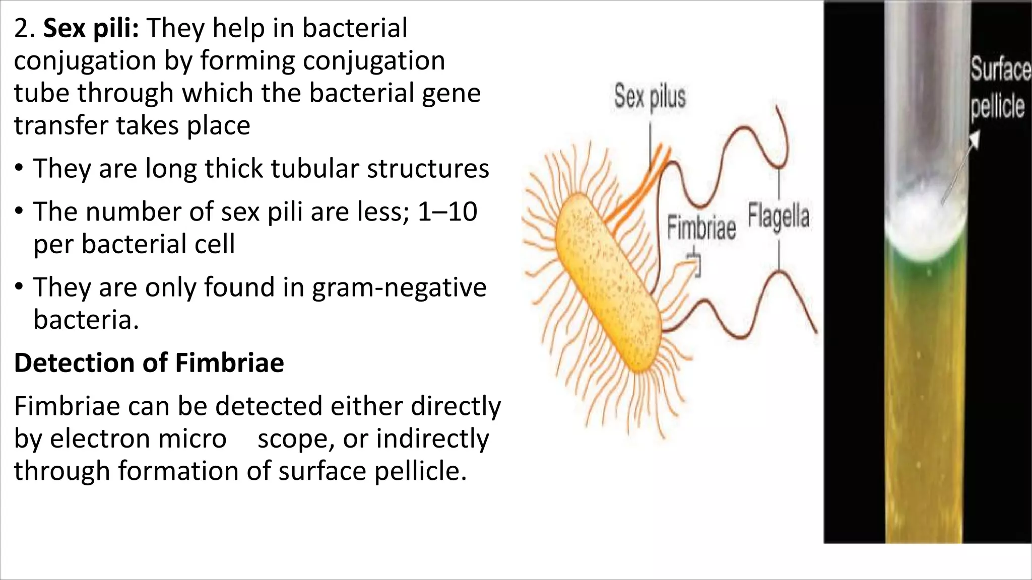 BACTERIA pdf.pdf