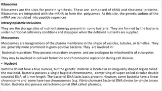 BACTERIA pdf.pdf