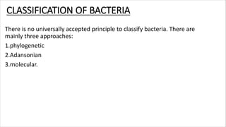 BACTERIA pdf.pdf