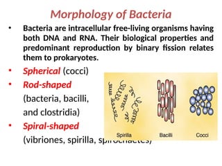 Bacteria Physiology for Medical Students | PPTX