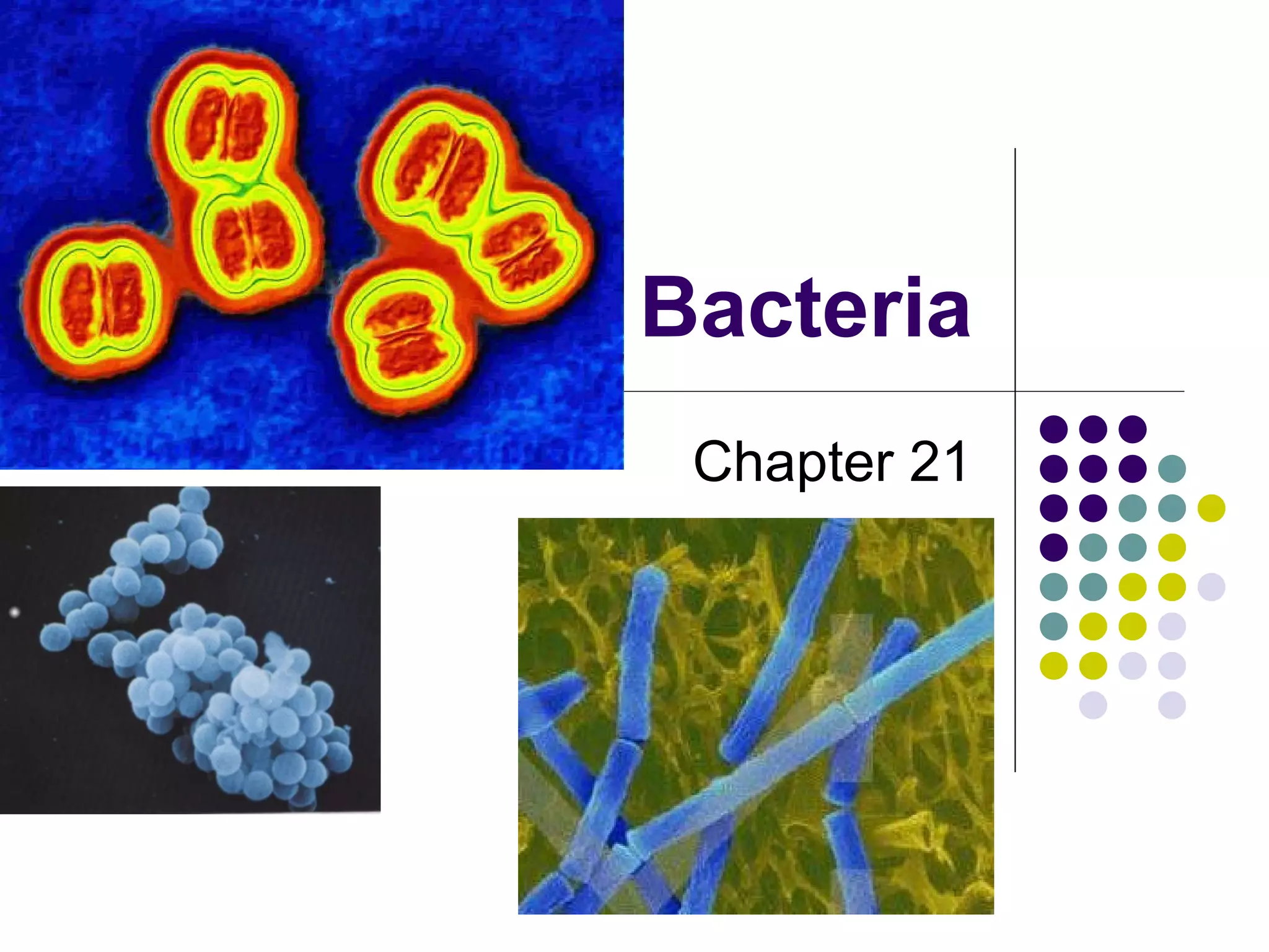 Bacteria Power Point | PPT