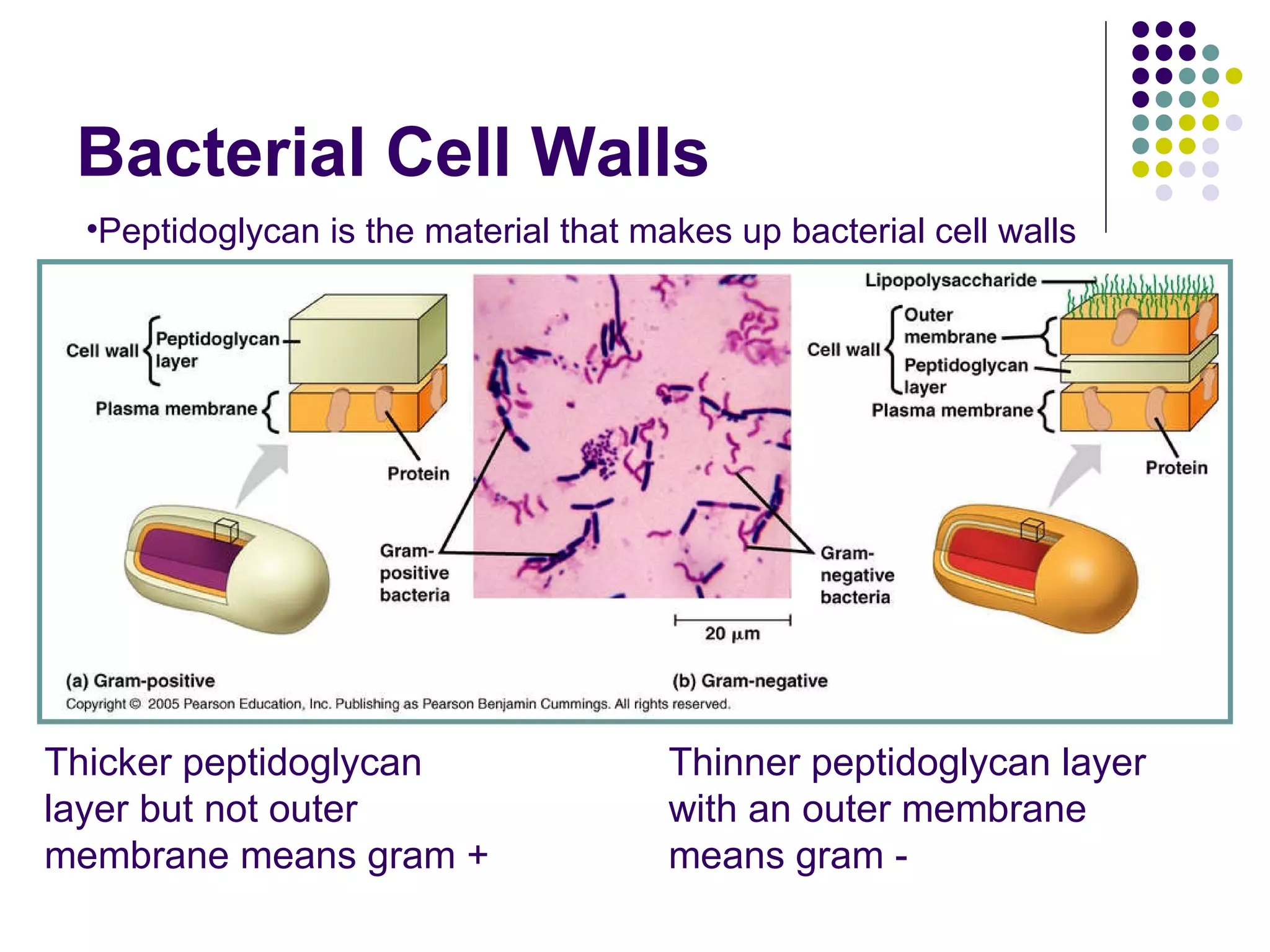 Bacteria Power Point | PPT
