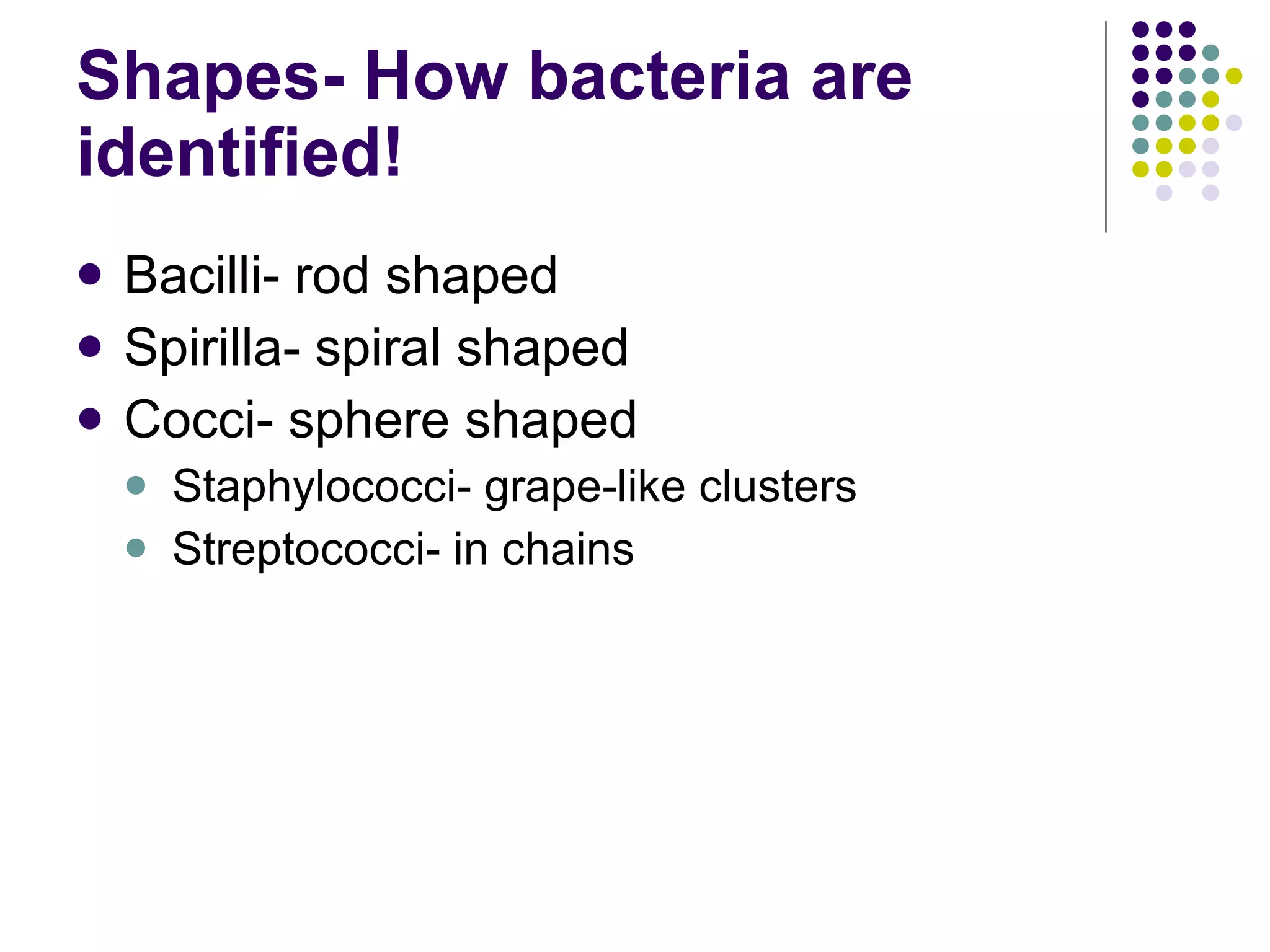 Bacteria Power Point | PPT