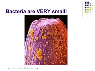 Bacteria Power Point | PPT