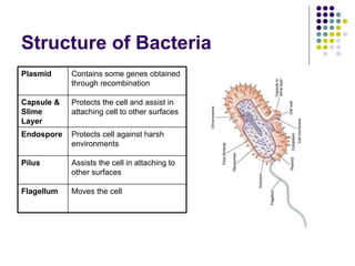 Bacteria Power Point | PPT