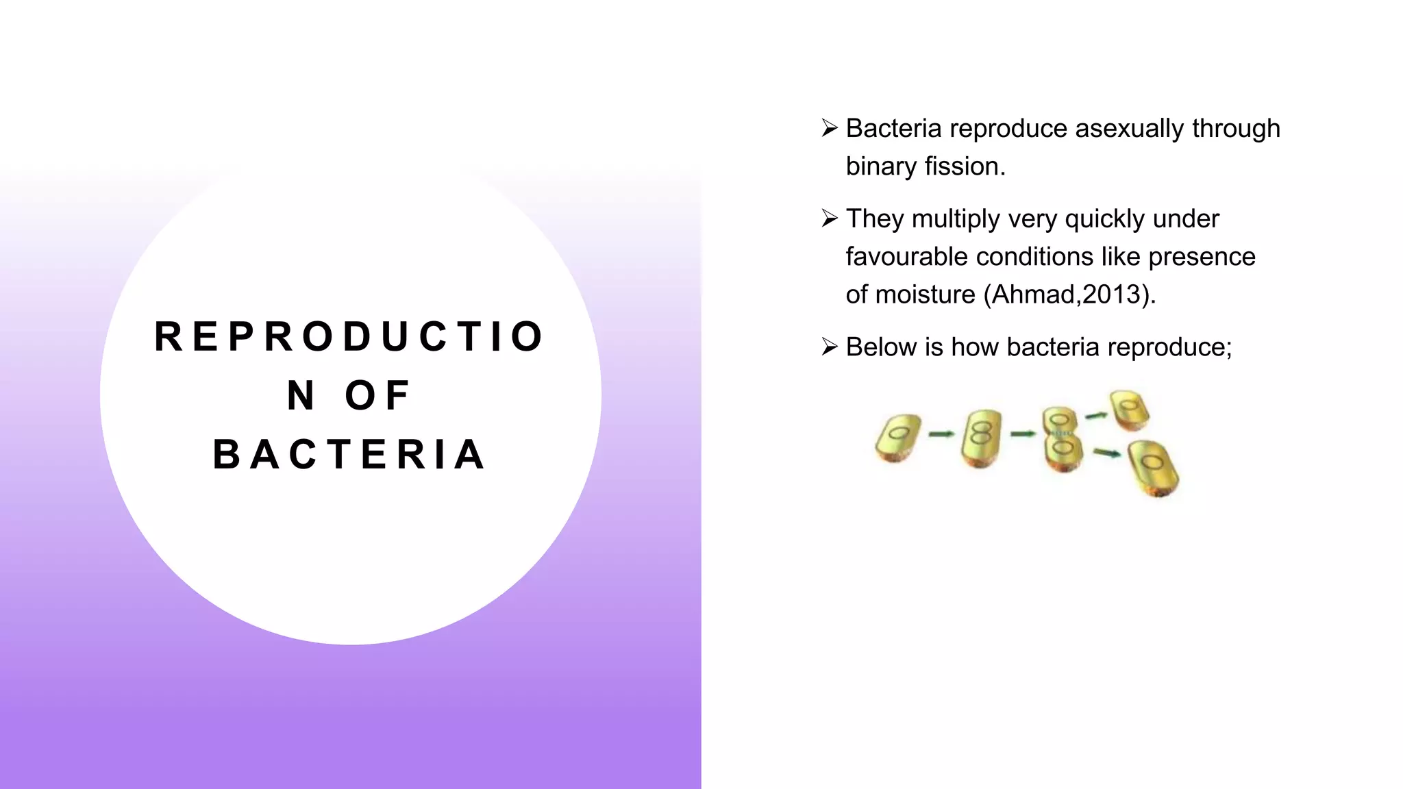 BACTERIA POWERPOINT.pptx