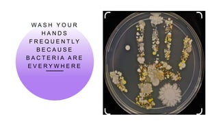 BACTERIA POWERPOINT.pptx