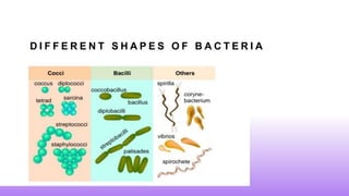 BACTERIA POWERPOINT.pptx