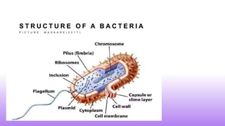 BACTERIA POWERPOINT.pptx