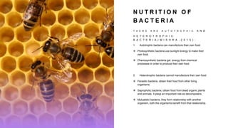 BACTERIA POWERPOINT.pptx