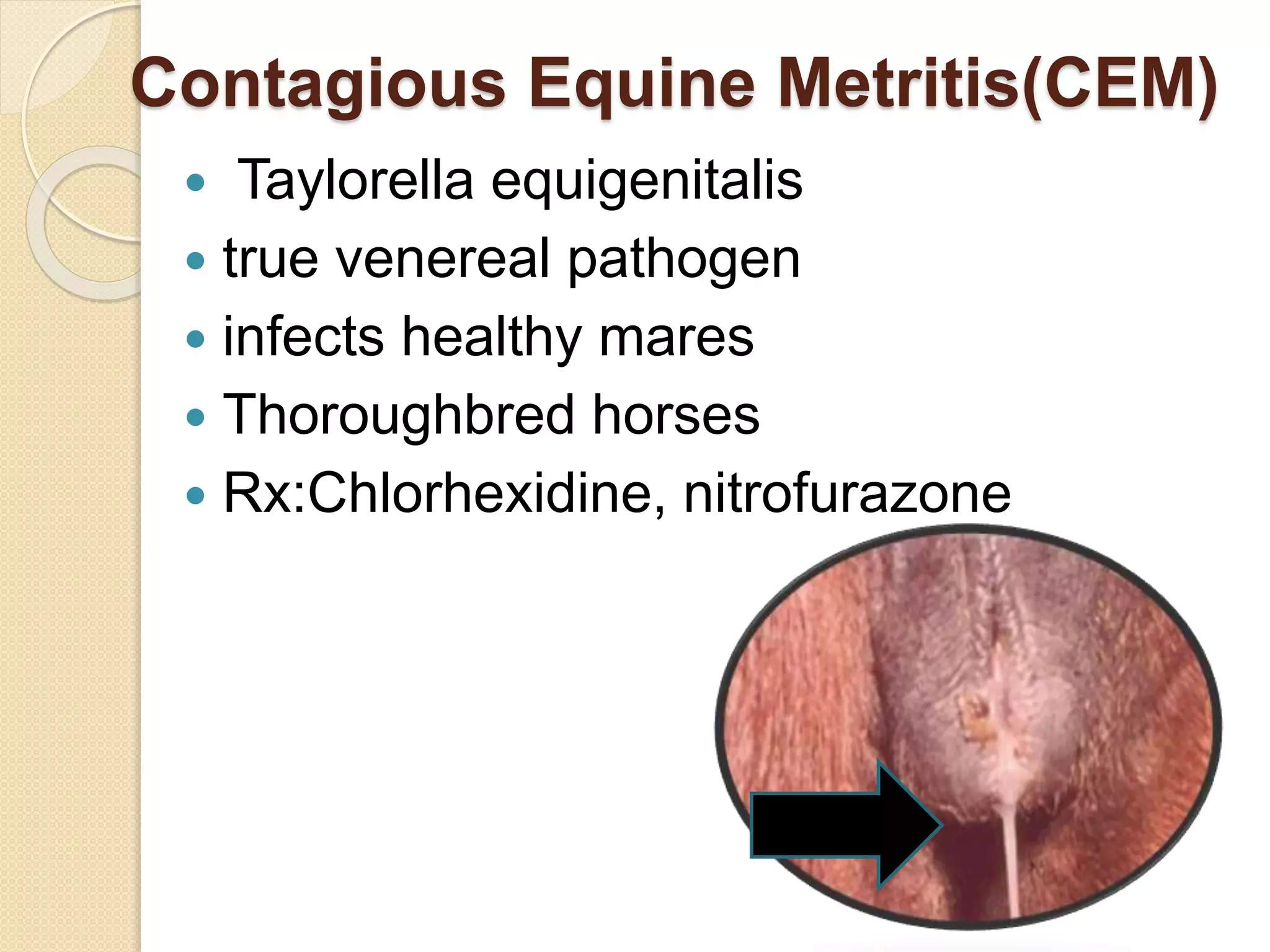 Bacterial diseases of reproductive importance | PPTX