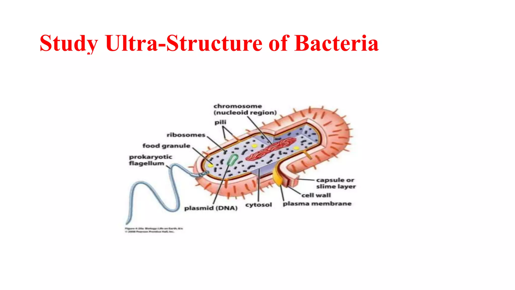 Bacteria ppt | PPTX