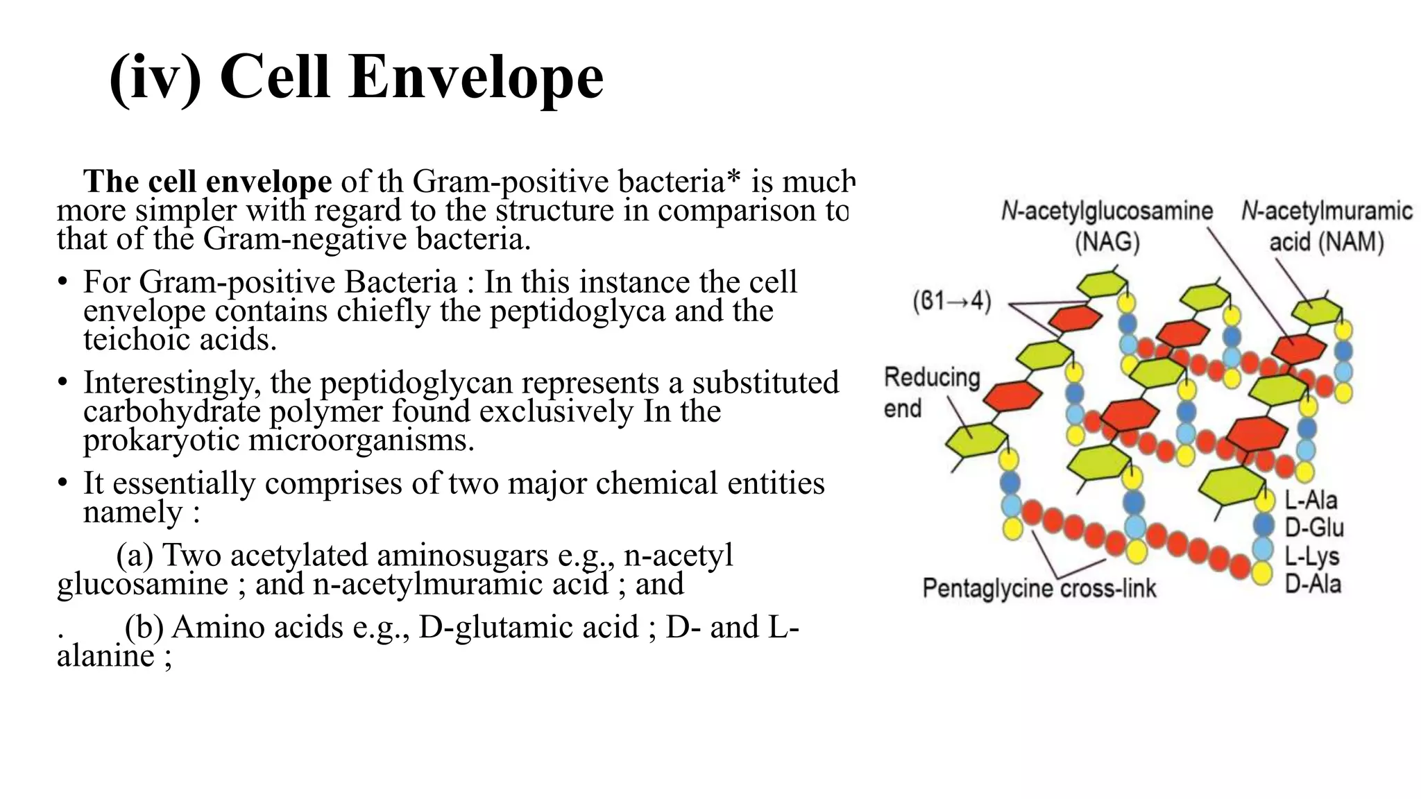 Bacteria ppt | PPTX