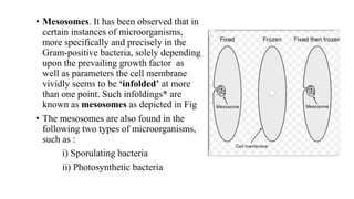 Bacteria ppt | PPTX