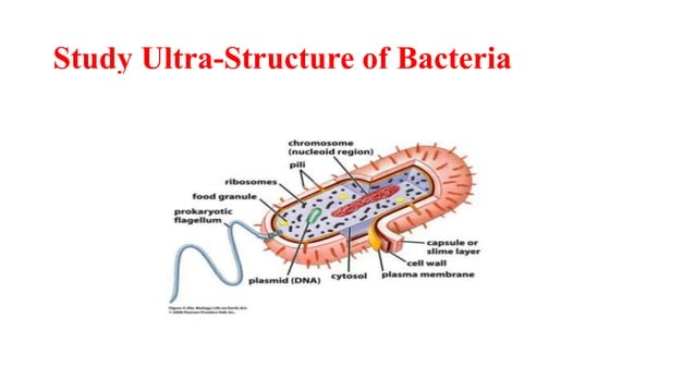 Bacteria ppt | PPTX | Biological Sciences | Science