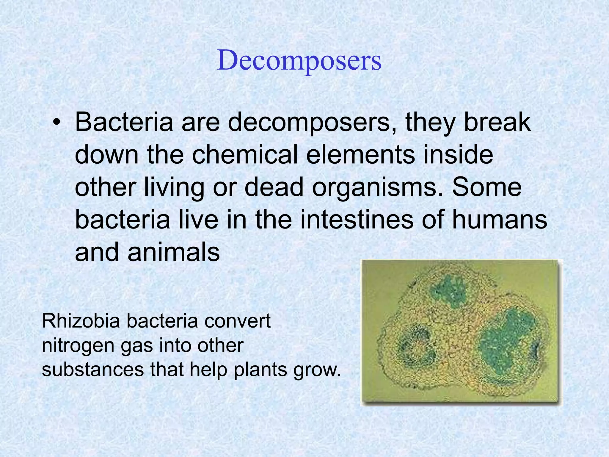 Bacteria_ppt.ppt