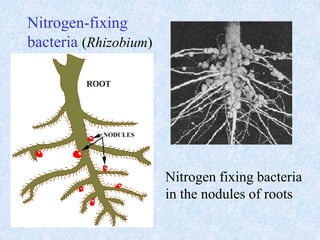 Bacteria_ppt.ppt