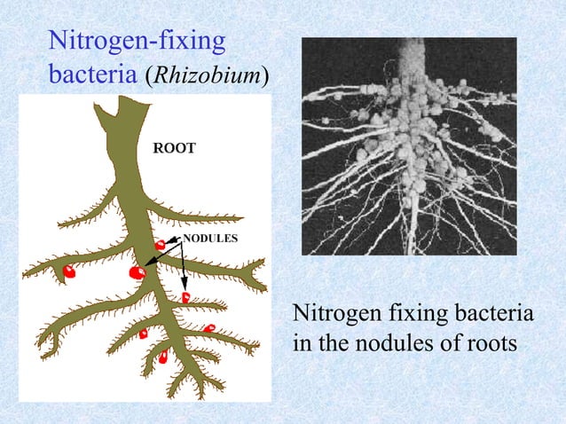Bacteriapptppt 9938
