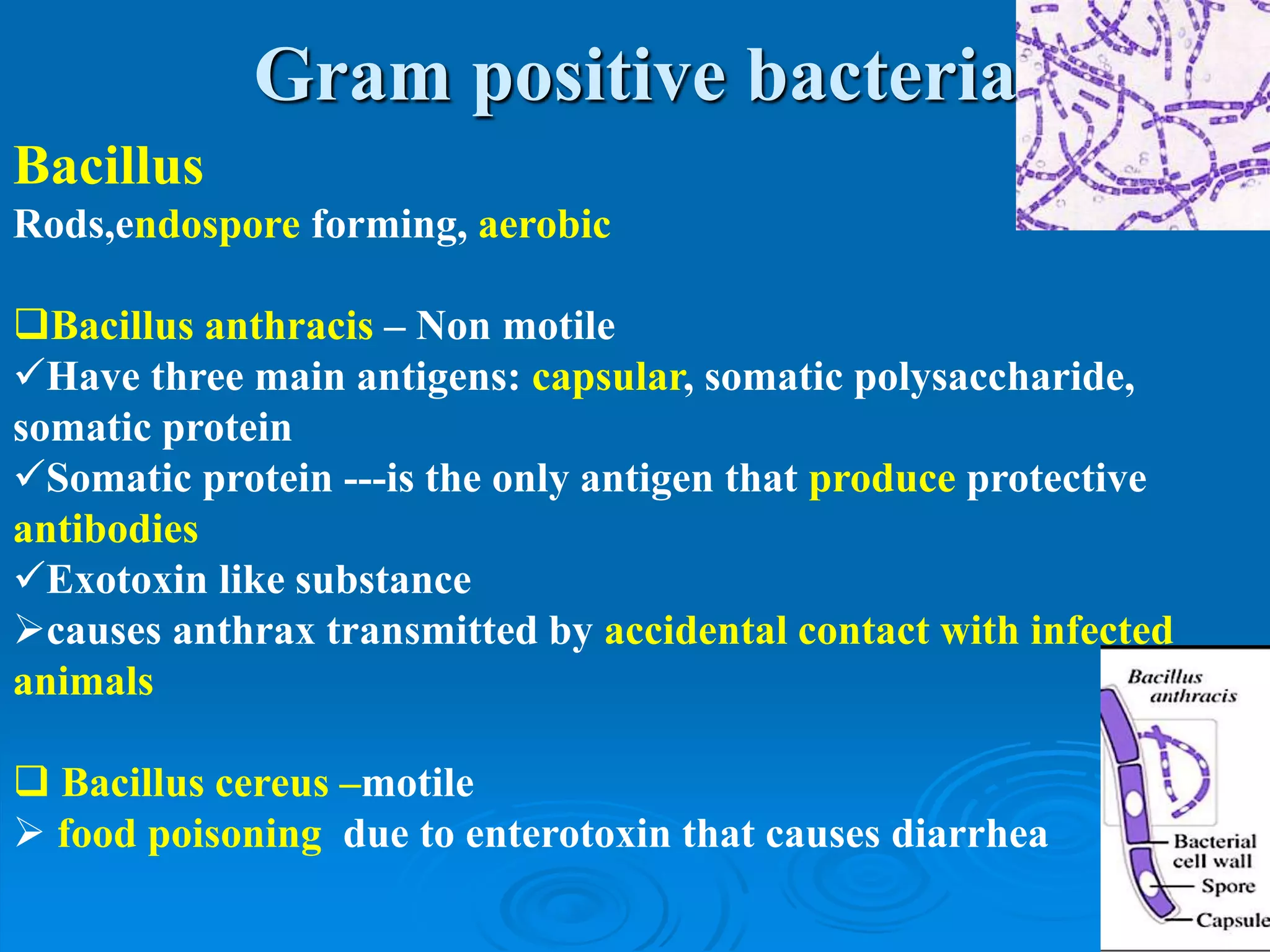 Bacteria ppt.ppt