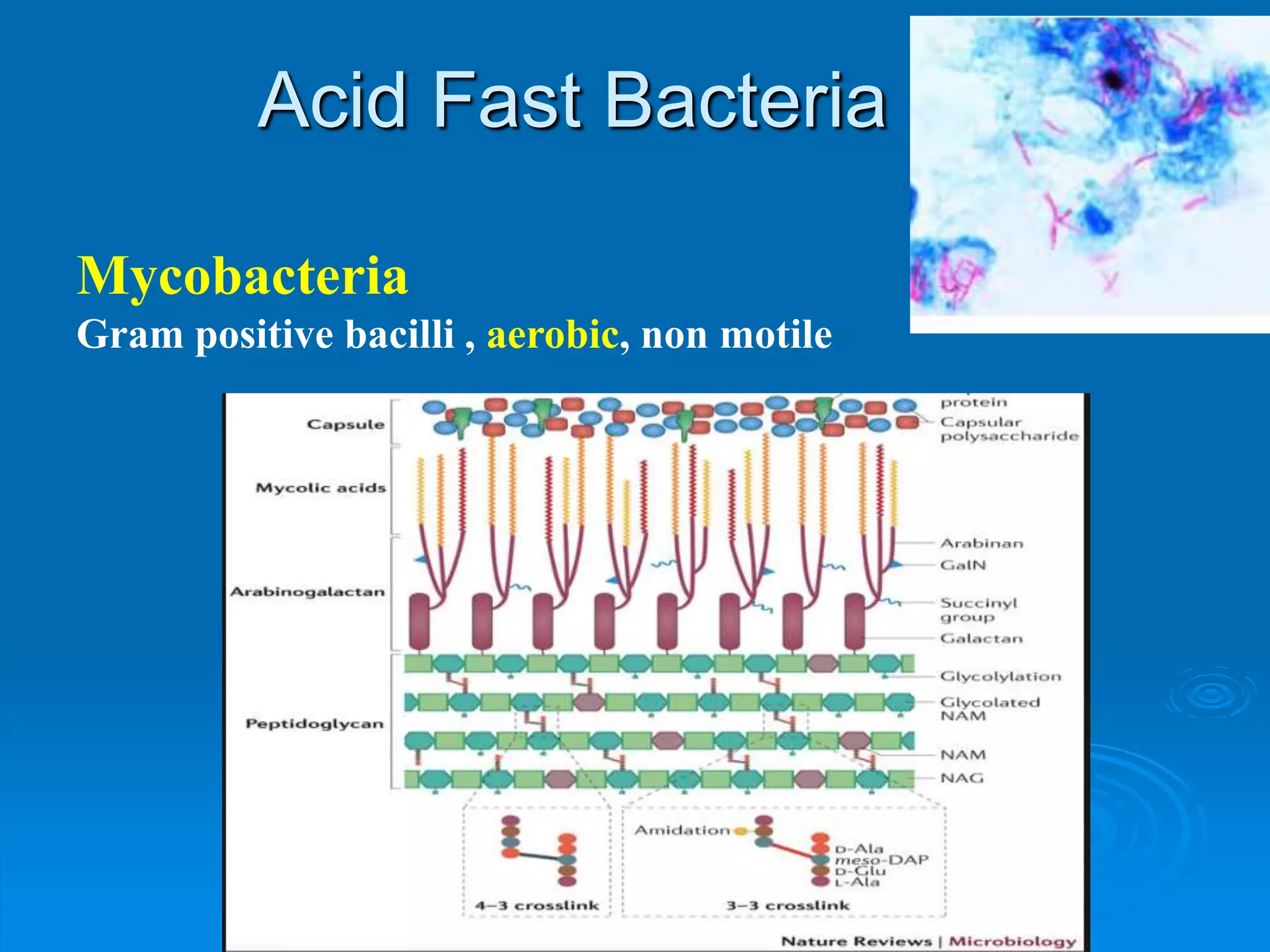 Bacteria ppt.ppt