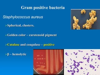 Bacteria ppt.ppt
