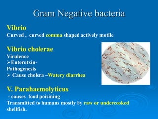 Bacteria ppt.ppt