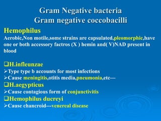 Bacteria ppt.ppt