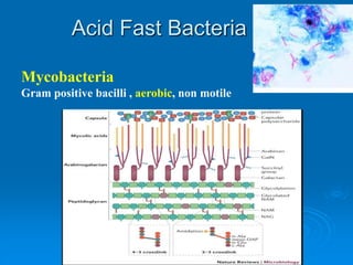 Bacteria ppt.ppt