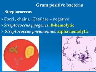 Bacteria ppt.ppt