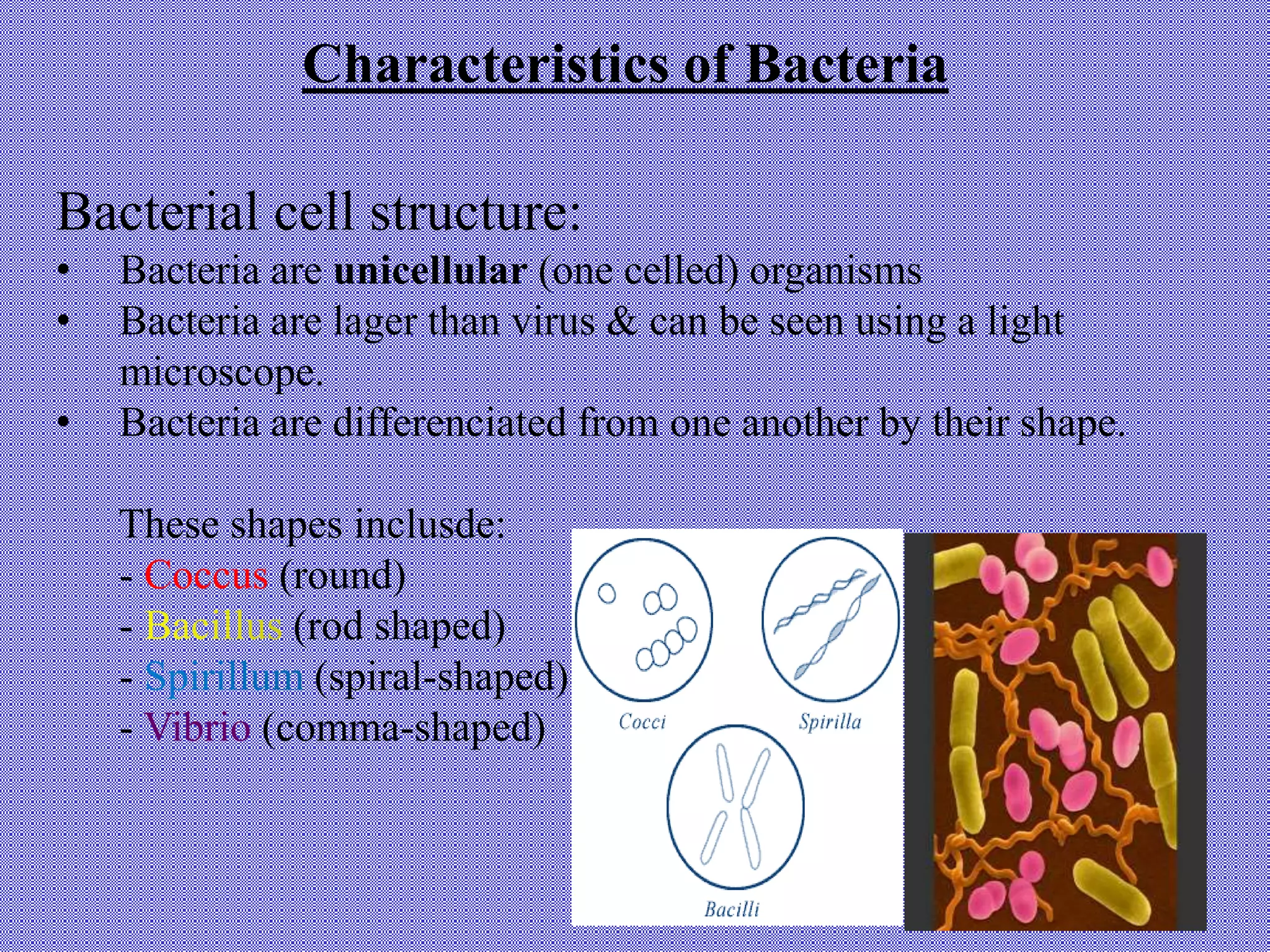 Grade 11 - Microorganisms: Bacteria | PPT | Biological Sciences | Science