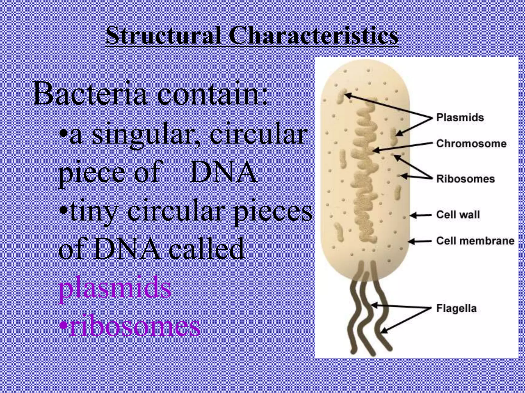 Grade 11 - Microorganisms: Bacteria | PPT