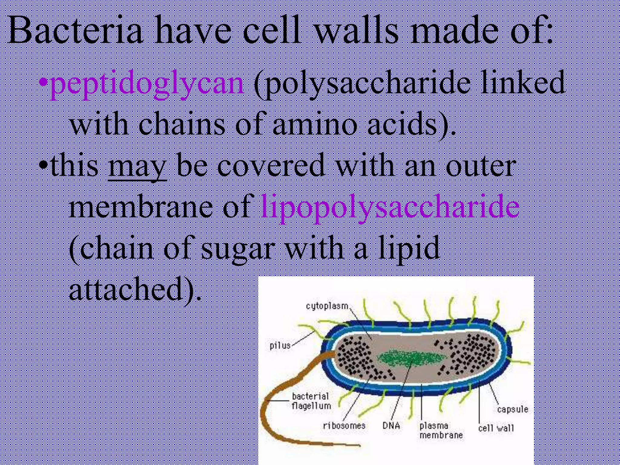 Grade 11 - Microorganisms: Bacteria | PPT | Biological Sciences | Science