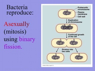 Grade 11 - Microorganisms: Bacteria | PPT