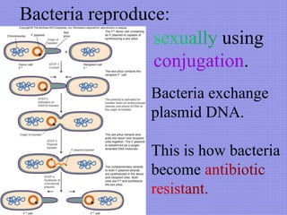 Grade 11 - Microorganisms: Bacteria | PPT