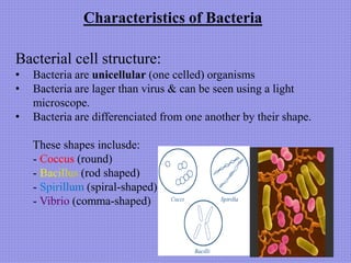 Grade 11 - Microorganisms: Bacteria | PPT