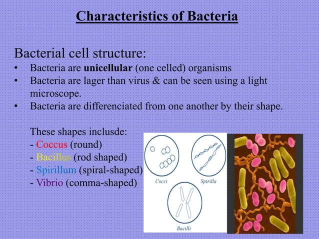 Grade 11 - Microorganisms: Bacteria | PPT | Biological Sciences | Science