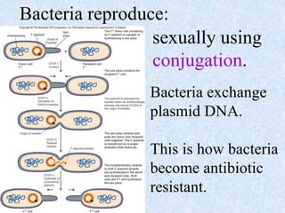 Bacteria _ ppt.ppt