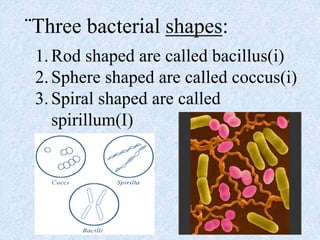 Bacteria and its classification. A basic study. | PPT