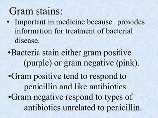 Bacteria and its classification. A basic study. | PPT