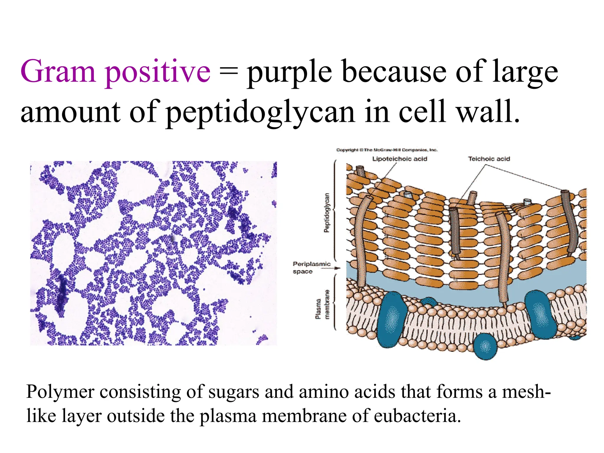 Bacteria_ppt - Describing types of Bacteria | PPT