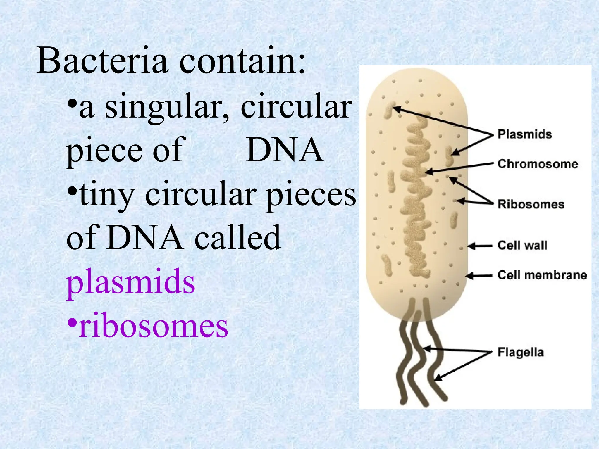 Bacteria_ppt - Describing types of Bacteria | PPT