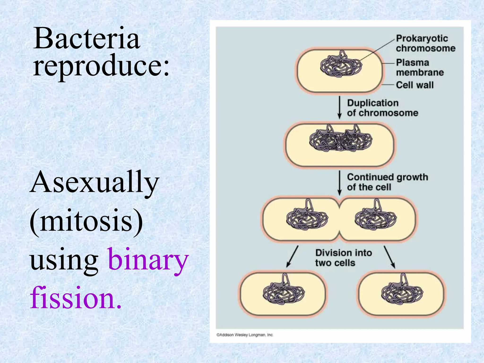 Bacteria_ppt - Describing types of Bacteria | PPT