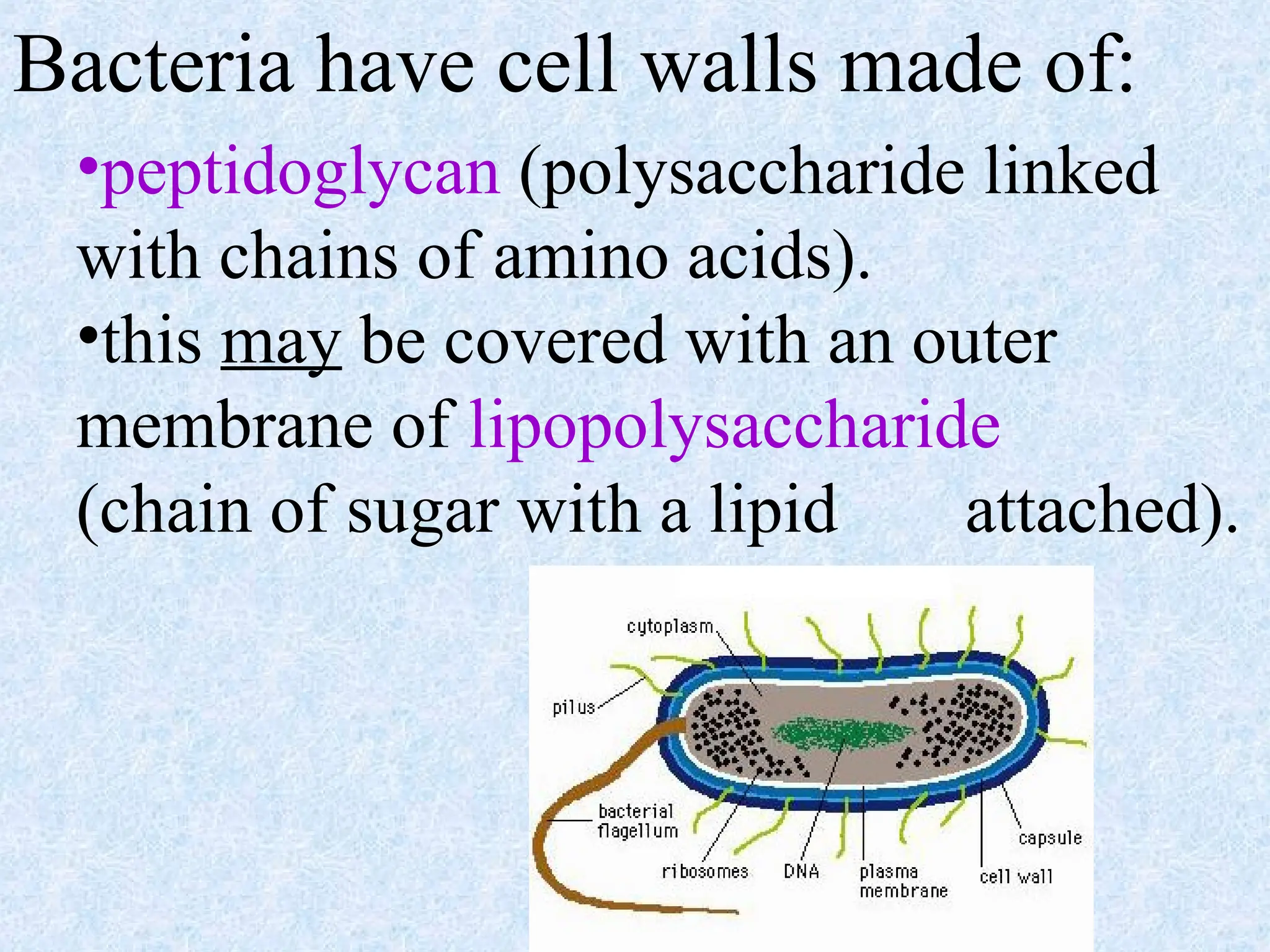 Bacteria_ppt - Describing types of Bacteria | PPT | Chemistry | Science
