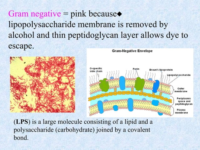 Bacteria_ppt - Describing types of Bacteria | PPT | Chemistry | Science