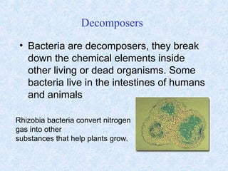 Bacteria_ppt - Describing types of Bacteria | PPT