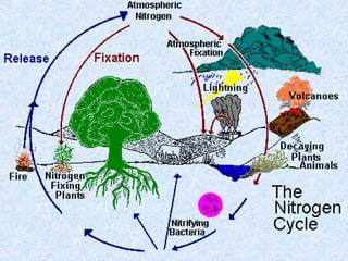 Bacteria_ppt - Describing types of Bacteria | PPT