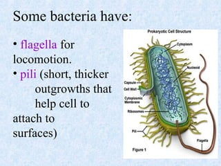 Bacteria functions , types, classifications .ppt | Chemistry | Science