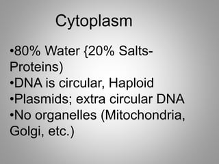 Bacteria | PPTX